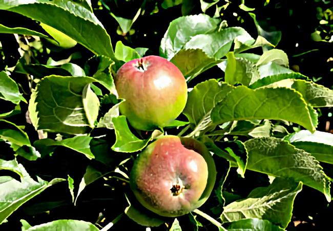 How to choose a fruit tree | Westside Seattle